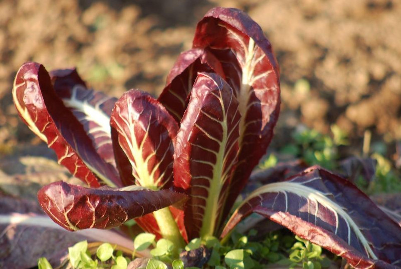 meine ernte: Chicoree anbauen, pflegen, ernten und richtig lagern