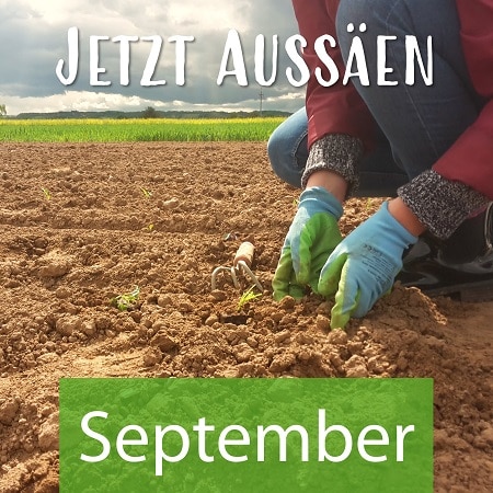Aussäen im September %page% - meine ernte Shop