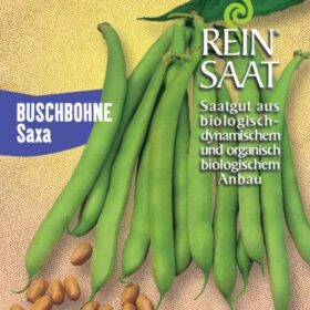 Buschbohnen anbauen, pflegen, ernten und lagern