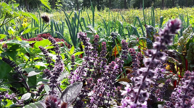 Pflanzen A-Z - meine-ernte.de