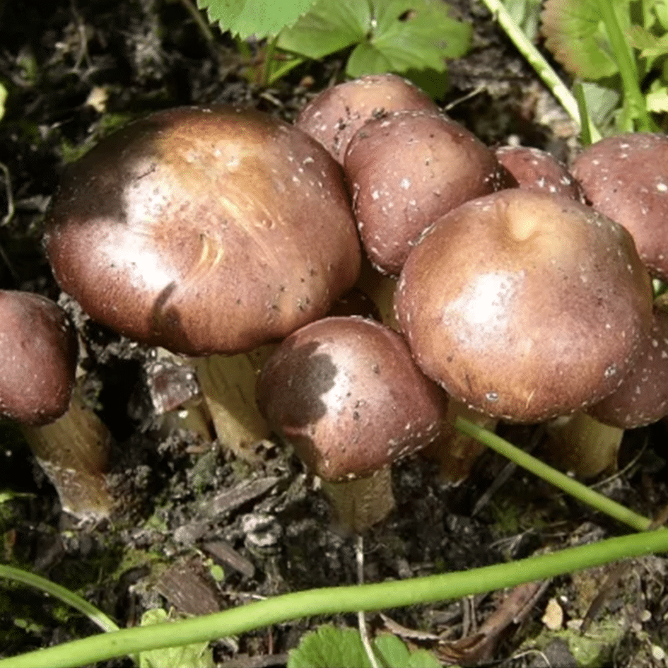 Essbare Pilze - Beliebte Pilzarten im Überblick - meine-ernte.de