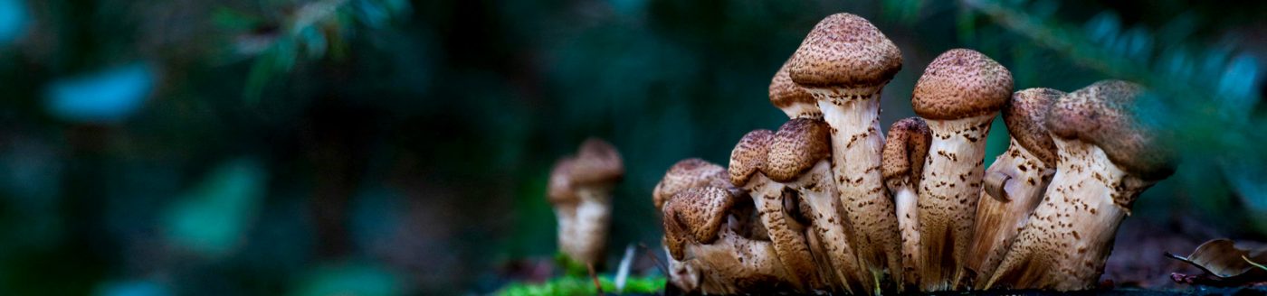 Essbare Pilze - Beliebte Pilzarten im Überblick - meine-ernte.de